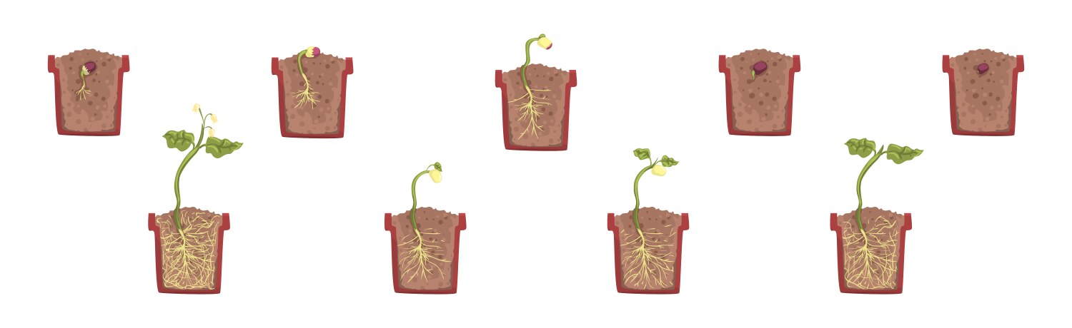 Germination seed in flower pot cross section Vector Image