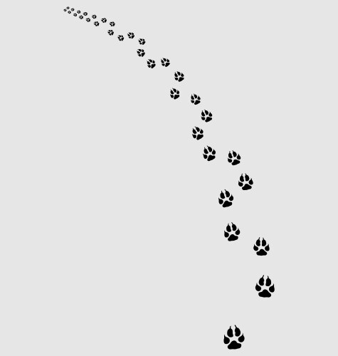 Paw print trail on white background cat or dog Vector Image