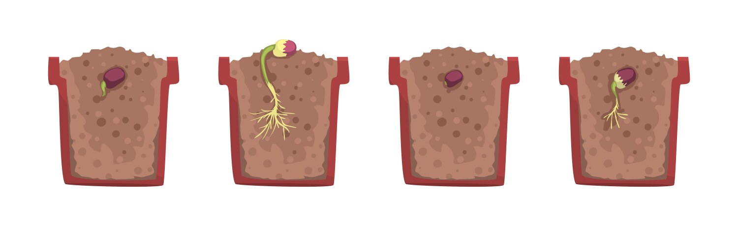 Germination seed in flower pot cross section with Vector Image