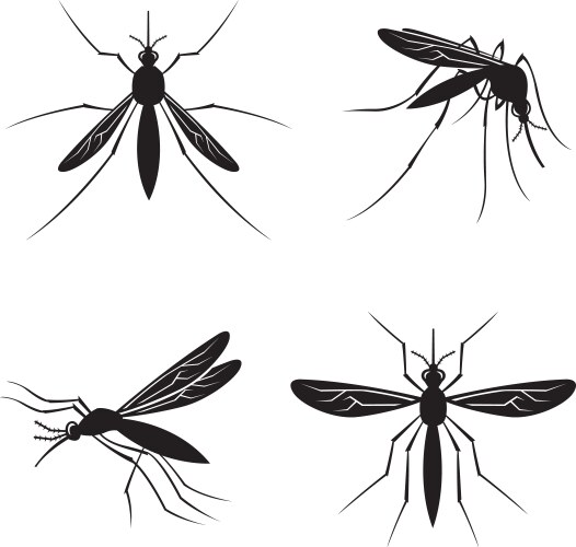 Mosquito Vector Images (over 16,000)