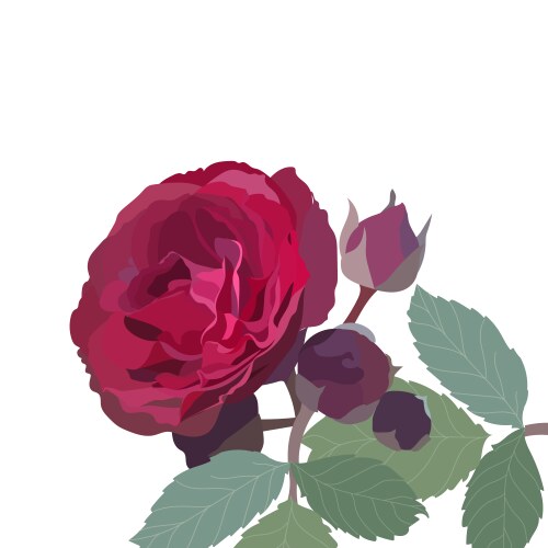 Red rose flower top view isolated on white Vector Image