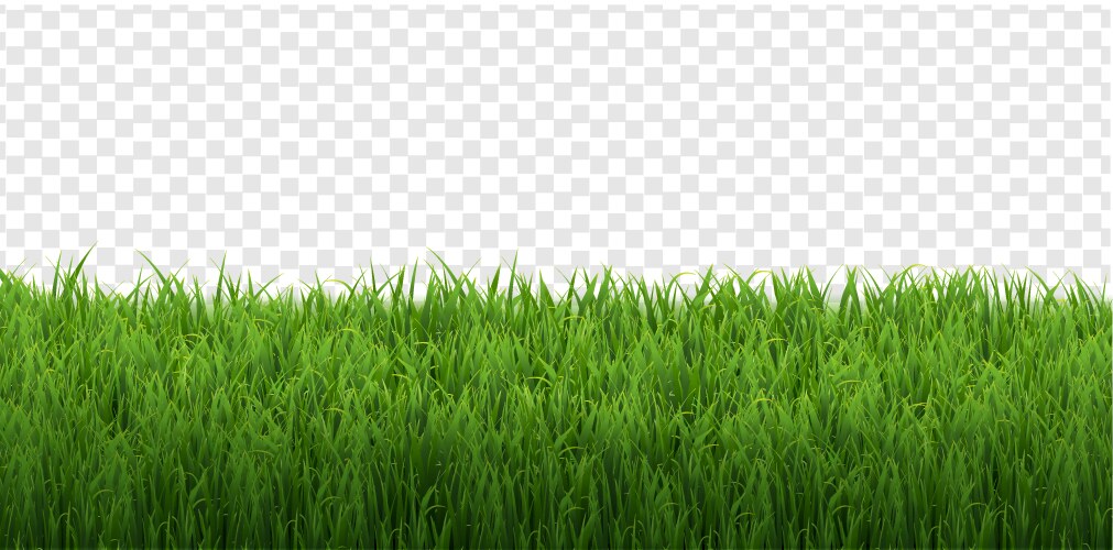 Grass border Royalty Free Vector Image - VectorStock