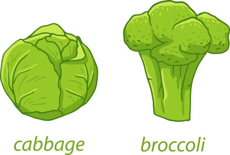Vegetables alphabet b is for broccoli Royalty Free Vector