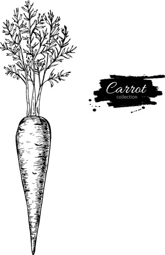 Engraving carrot Royalty Free Vector Image - VectorStock