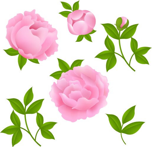 Peony Vector Images (over 33,000)