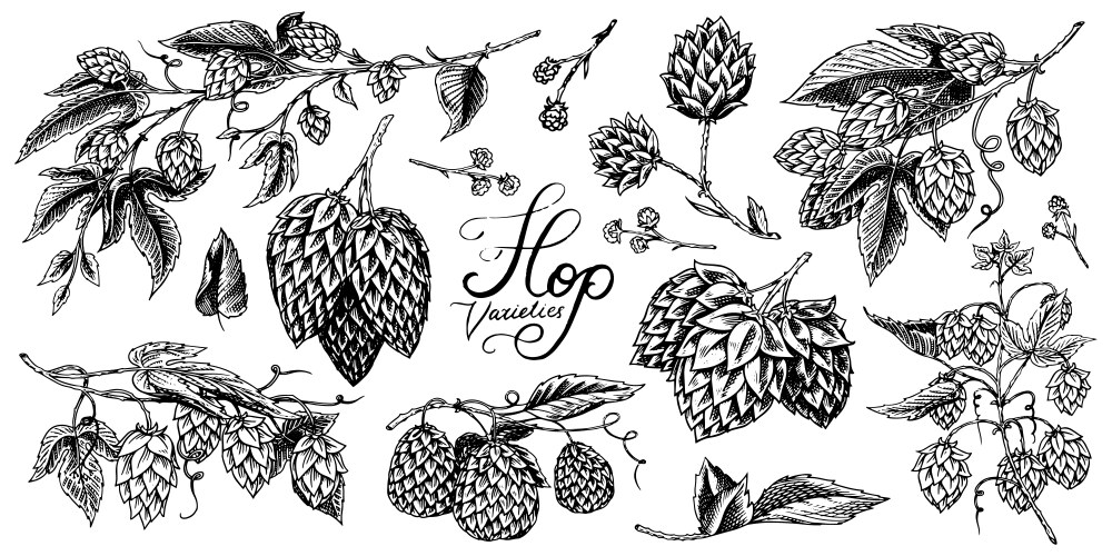 Hops Vector Images (over 52,000)