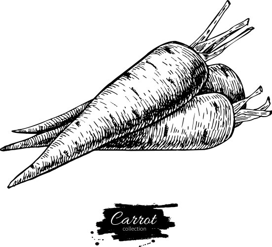 Carrot Black and White Vector Images (over 27,000)