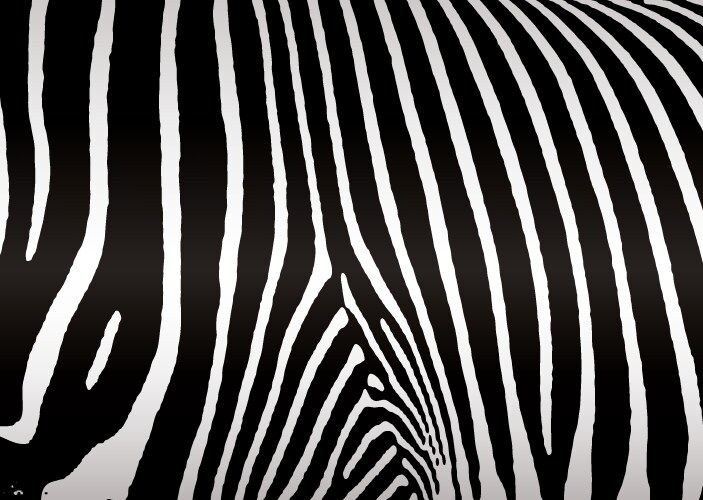 Seamless zebra skin pattern exotic african Vector Image