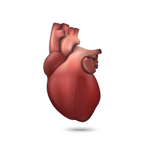 Realistic human healthy heart Royalty Free Vector Image