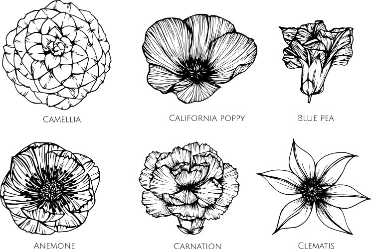 Collection set of flower drawing Royalty Free Vector Image