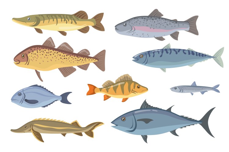 Marine fish identification slate with names Vector Image
