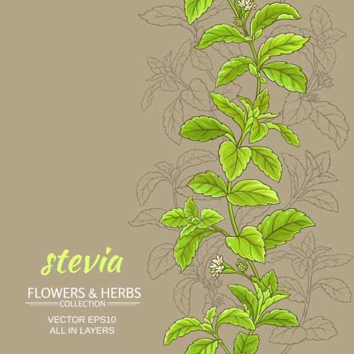 Stevia branch frame Royalty Free Vector Image - VectorStock