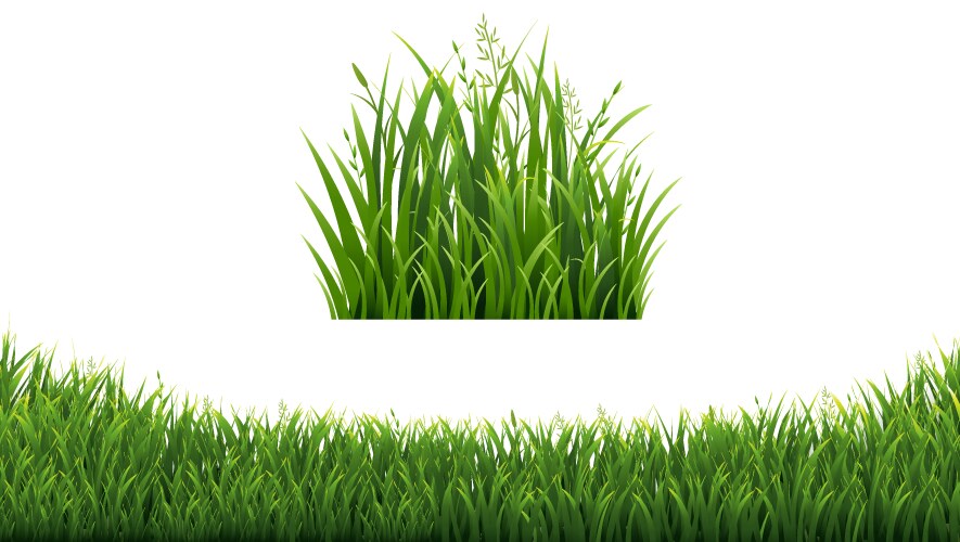 Summer poster with grass border Royalty Free Vector Image