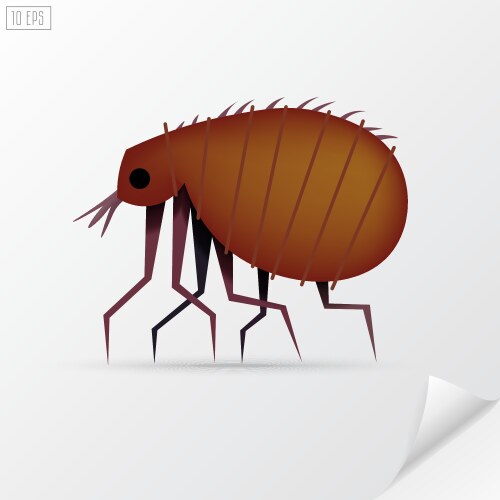 Cartoon flea isolated on white background Vector Image