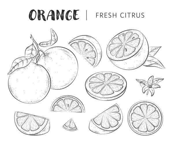 Continuous line orange citrus tropical fruit Vector Image