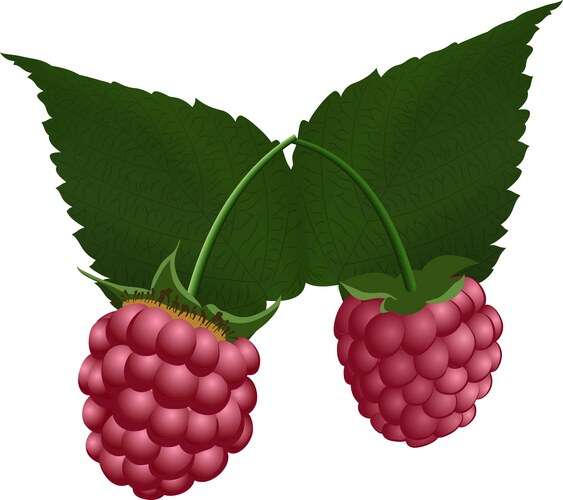 Raspberry Vector Images (over 29,000)