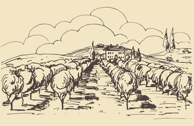 Hand drawn of a vineyard Royalty Free Vector Image