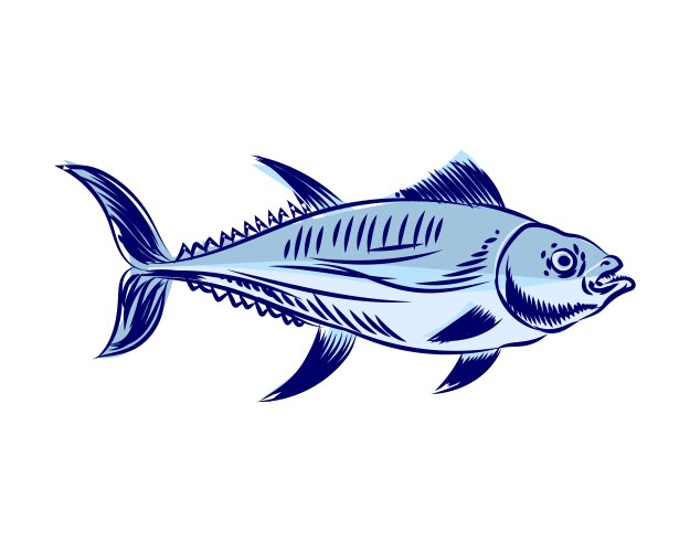 Tuna hand drawing engraving tunny seafood fish Vector Image