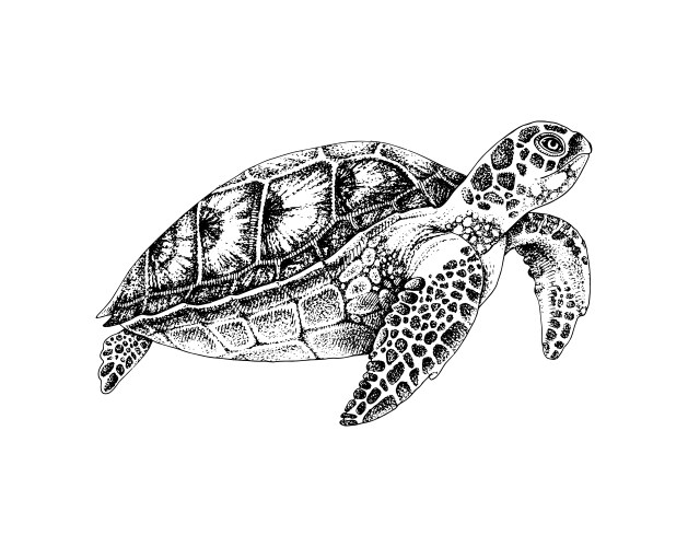 Sea Turtle Black and White Vector Images (over 3,200)