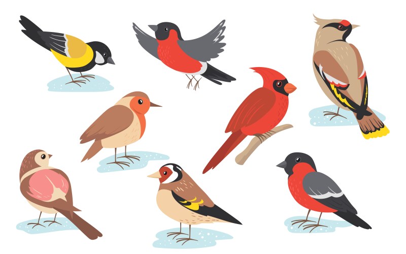 Winter birds Royalty Free Vector Image - VectorStock