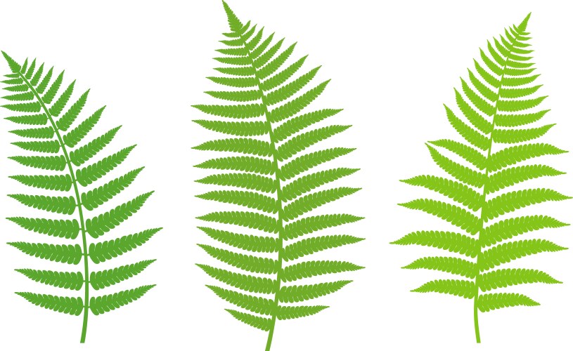 Fern Logo Vector Images (over 1,300)
