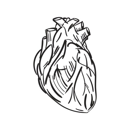 Anatomical heart hand drawing isolated Royalty Free Vector