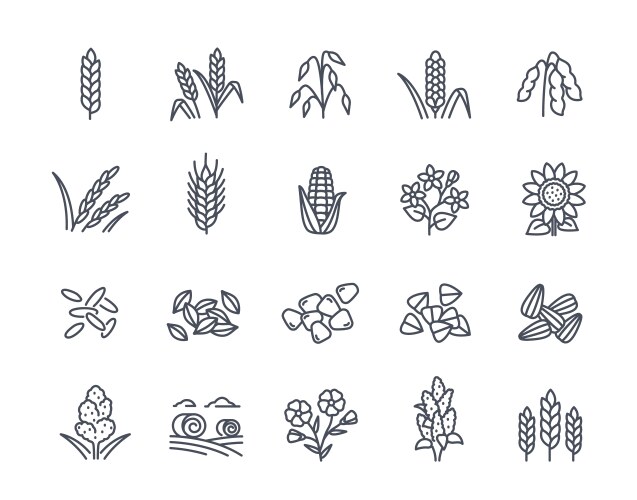 Quinoa Vector Images (over 1,300)
