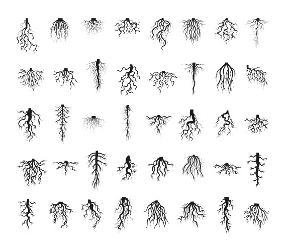 Drawing of Plant Roots Vector Images (over 15,000)