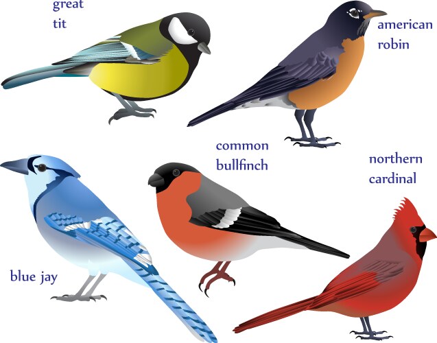 Birds Royalty Free Vector Image - VectorStock