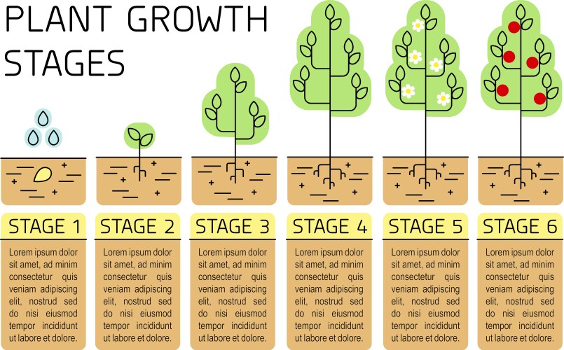 Stages Growth Tree Seed Life Cycle Vector Images (over 320)
