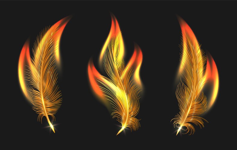 Fire peacock feather Royalty Free Vector Image