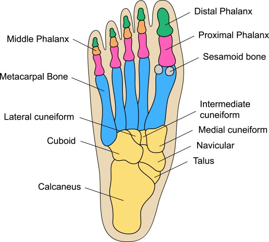 Human hand bones anatomy with descriptions Vector Image