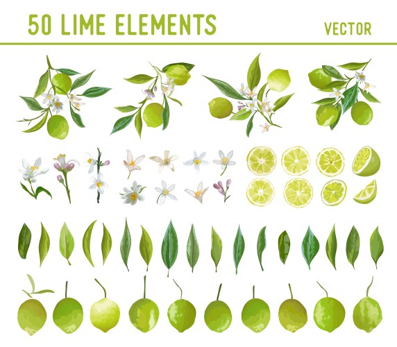Lime Vector Images (over 240,000)