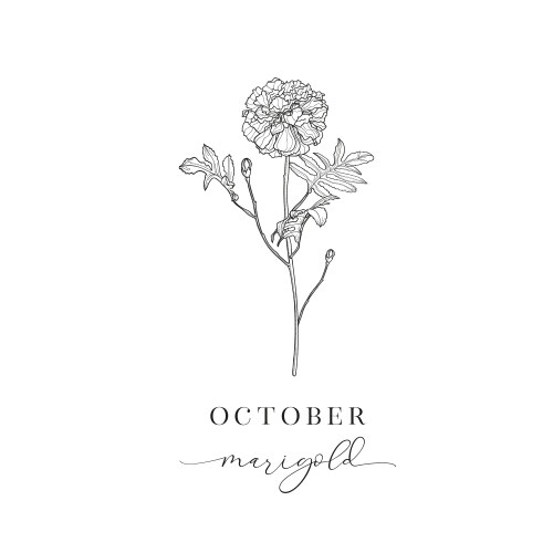 Birth month flowers bundle Royalty Free Vector Image