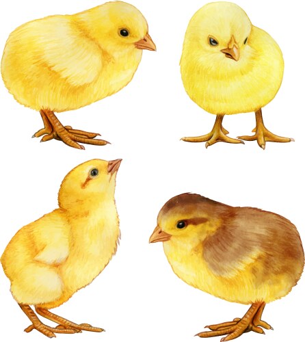 Chick Vector Images & Graphics for Commercial Use | VectorStock