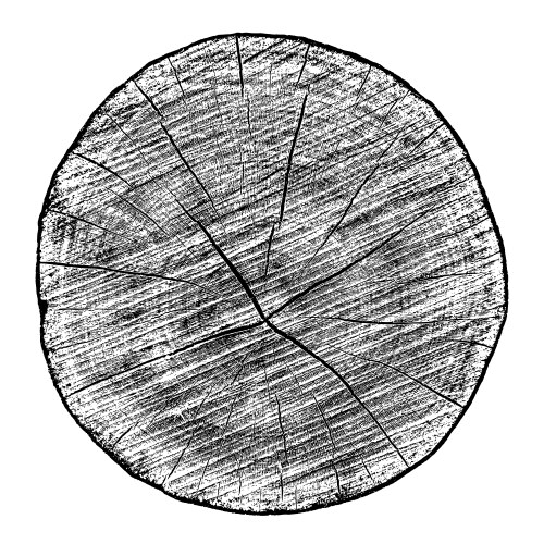 Tree log wood growth rings grunge texture Vector Image