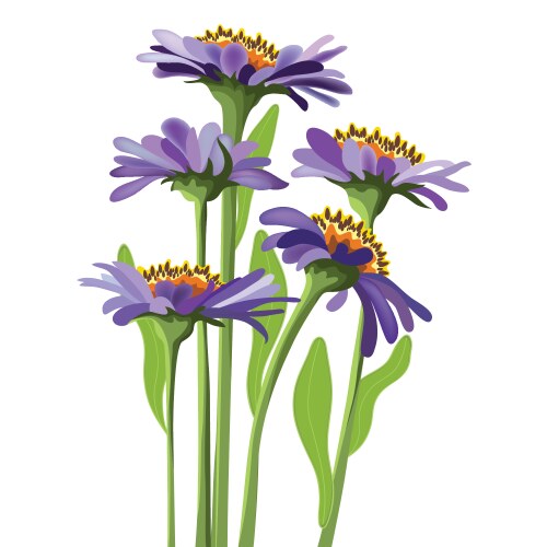 Aster Vector Images (over 5,600)