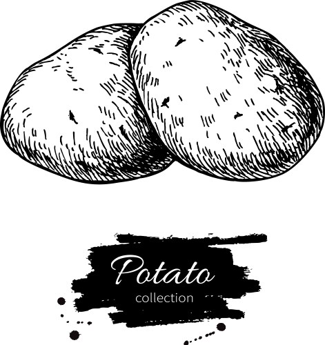 Potato drawing isolated hand drawn Royalty Free Vector Image