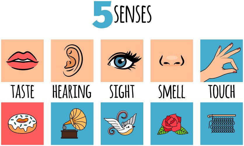 Set of five human senses vision hearing smell Vector Image