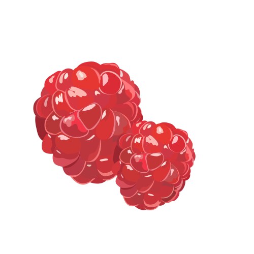 Raspberry isolated Royalty Free Vector Image - VectorStock
