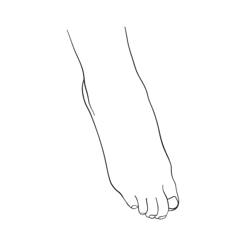 Female foot leg standing on toes line drawing Vector Image