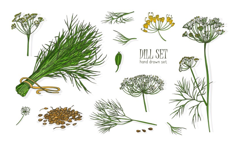 Dill plant set Royalty Free Vector Image - VectorStock