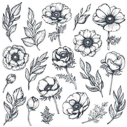 Anemone Vector Images (over 9,200)
