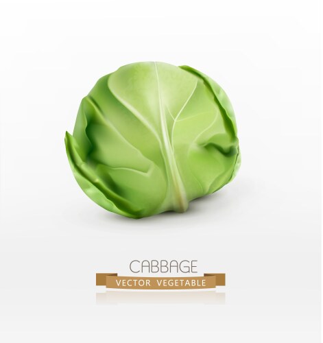 Cabbage isolated on white Royalty Free Vector Image