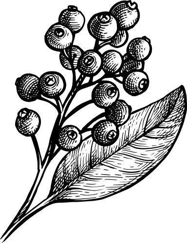 Myrtle Drawing Vector Images (91)