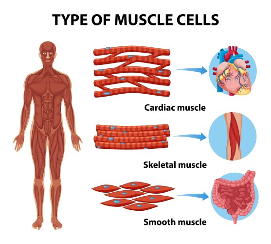 Types of muscle Royalty Free Vector Image - VectorStock