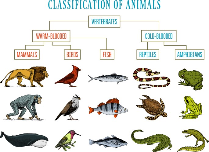 Classification of animals reptiles amphibians Vector Image