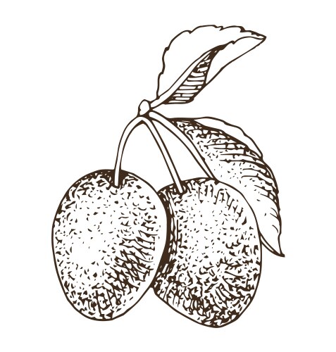 Ripe Vector Images (over 320,000)
