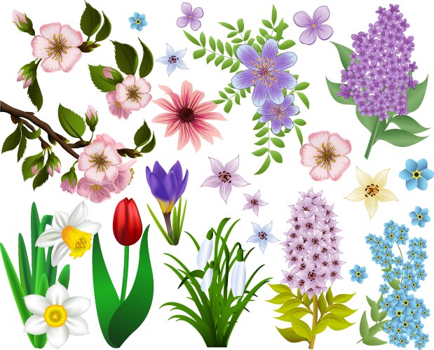 Colorful cartoon wild flowers isolated collection Vector Image
