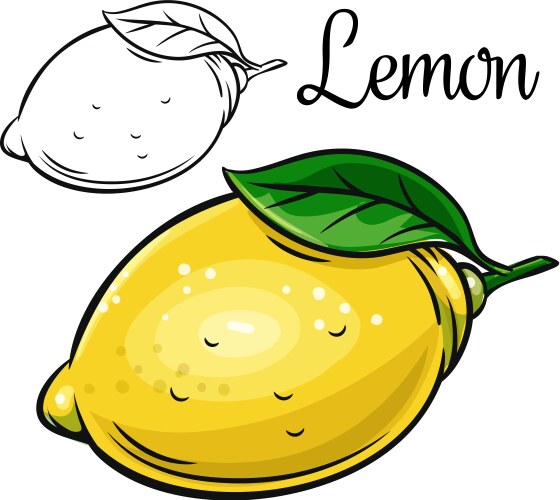 Lemon drawing whole fruit and slices color sketch Vector Image